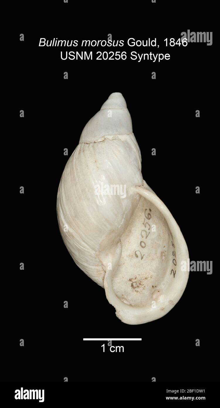 Bulimus hi-res stock photography and images - Alamy