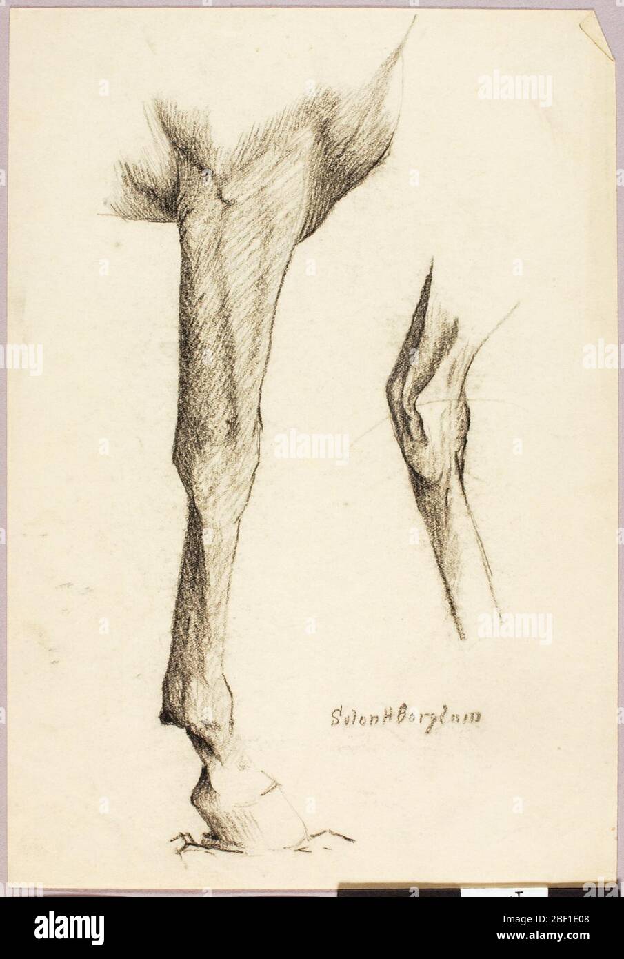 Horse study hi-res stock photography and images - Alamy