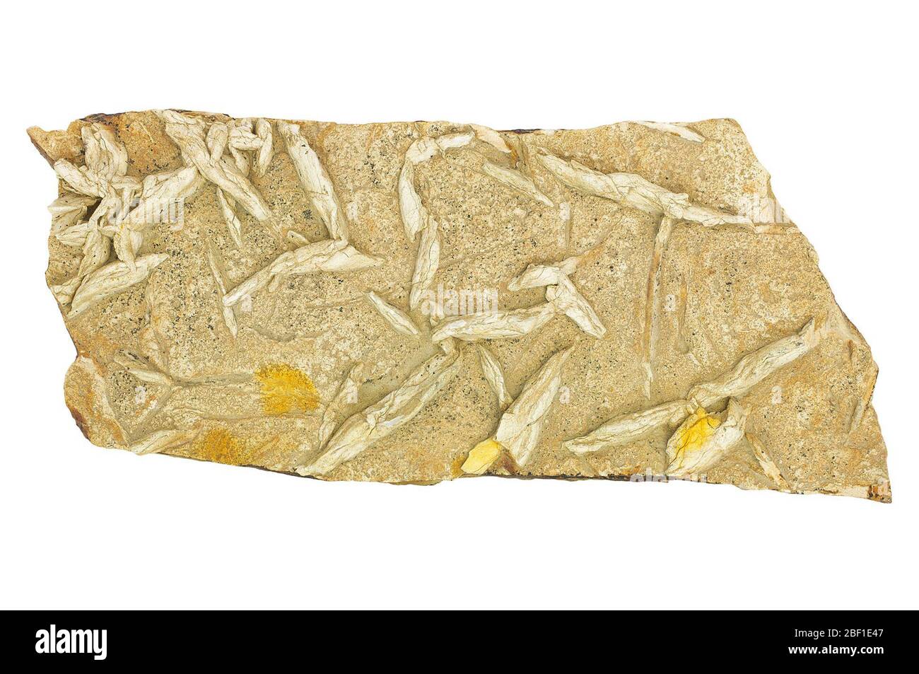 Mud crack fossil hi-res stock photography and images - Alamy