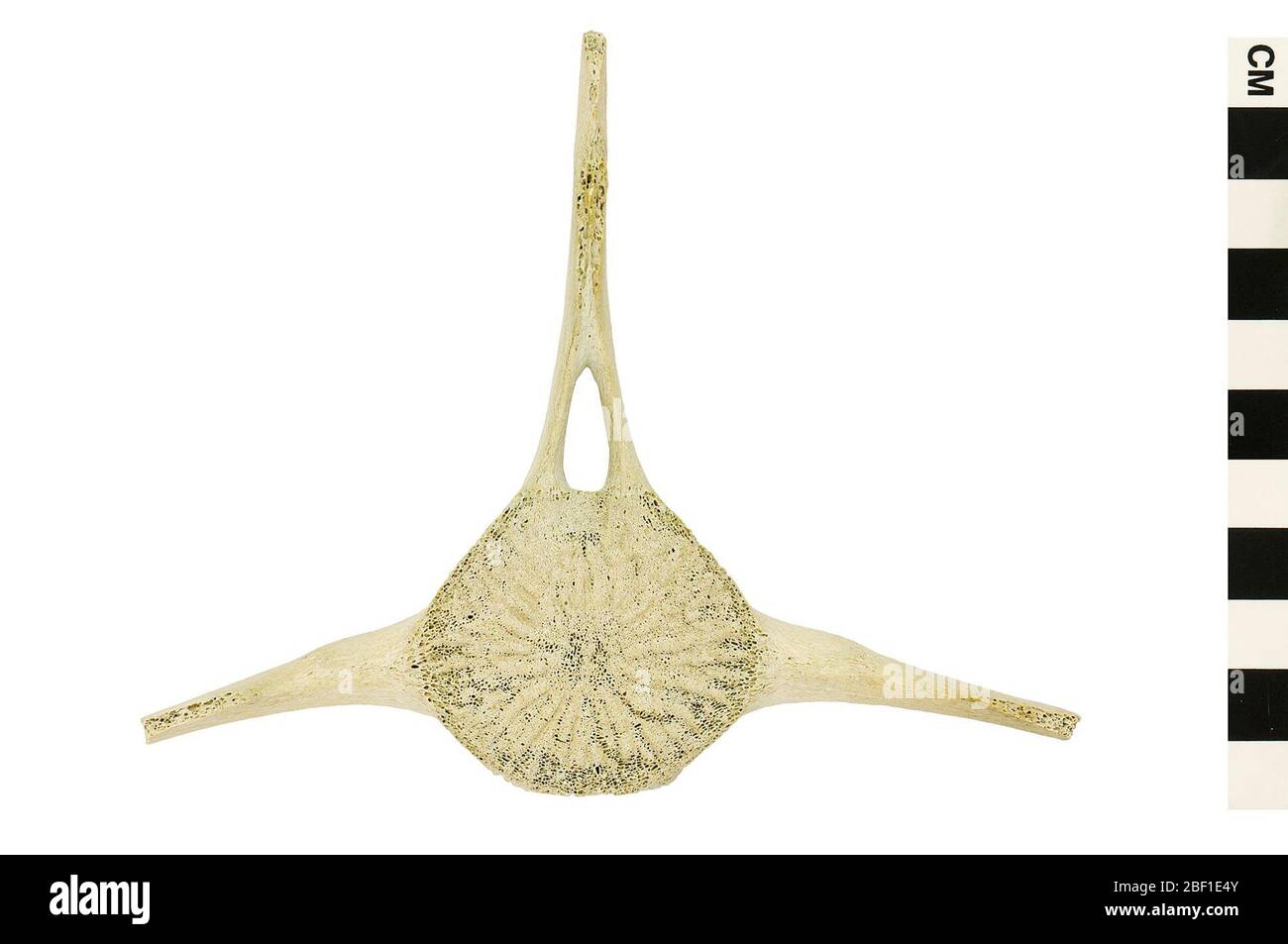 Fossil vertebrae hi-res stock photography and images - Alamy