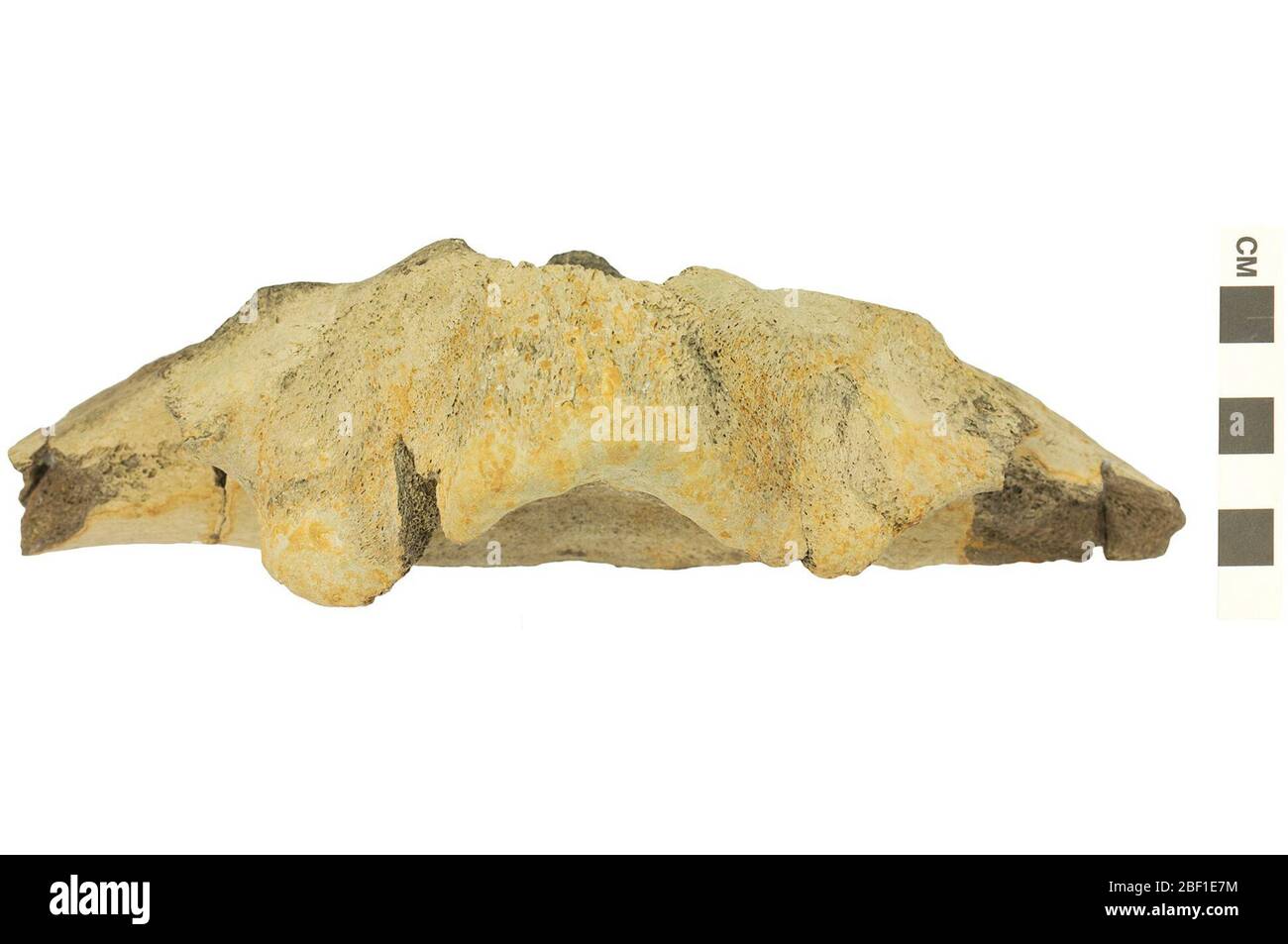 Whale baleen bone Cut Out Stock Images & Pictures - Alamy