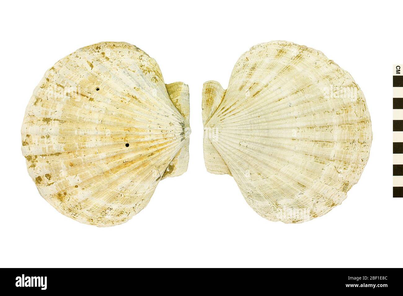 Fossil Scallop. This object is part of the Education and Outreach ...