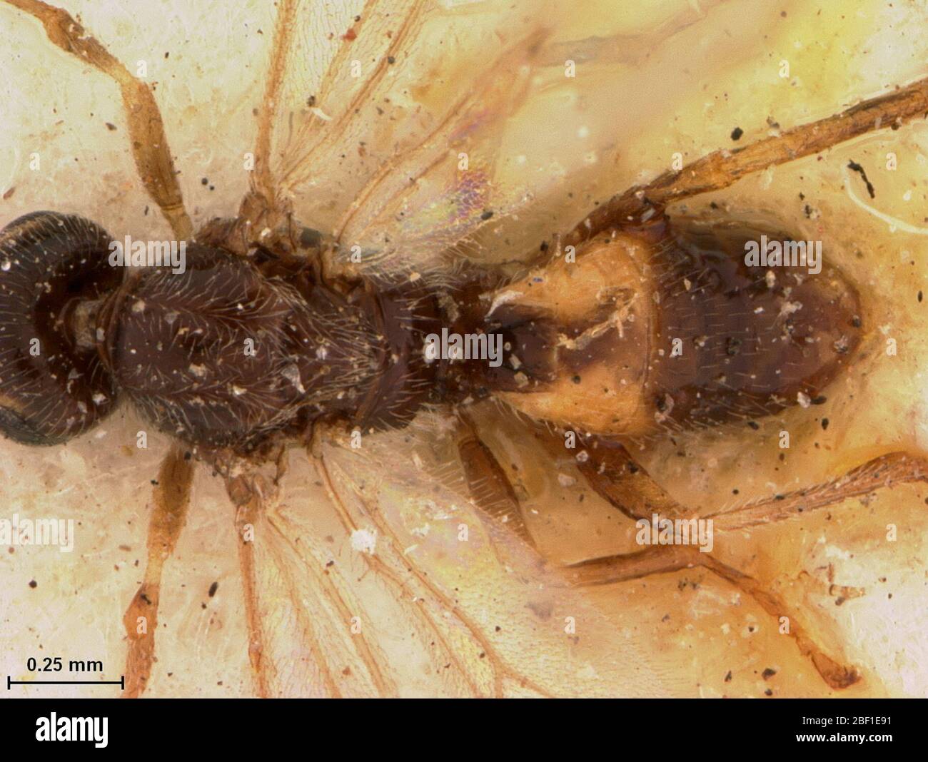 Bracon hi-res stock photography and images - Alamy