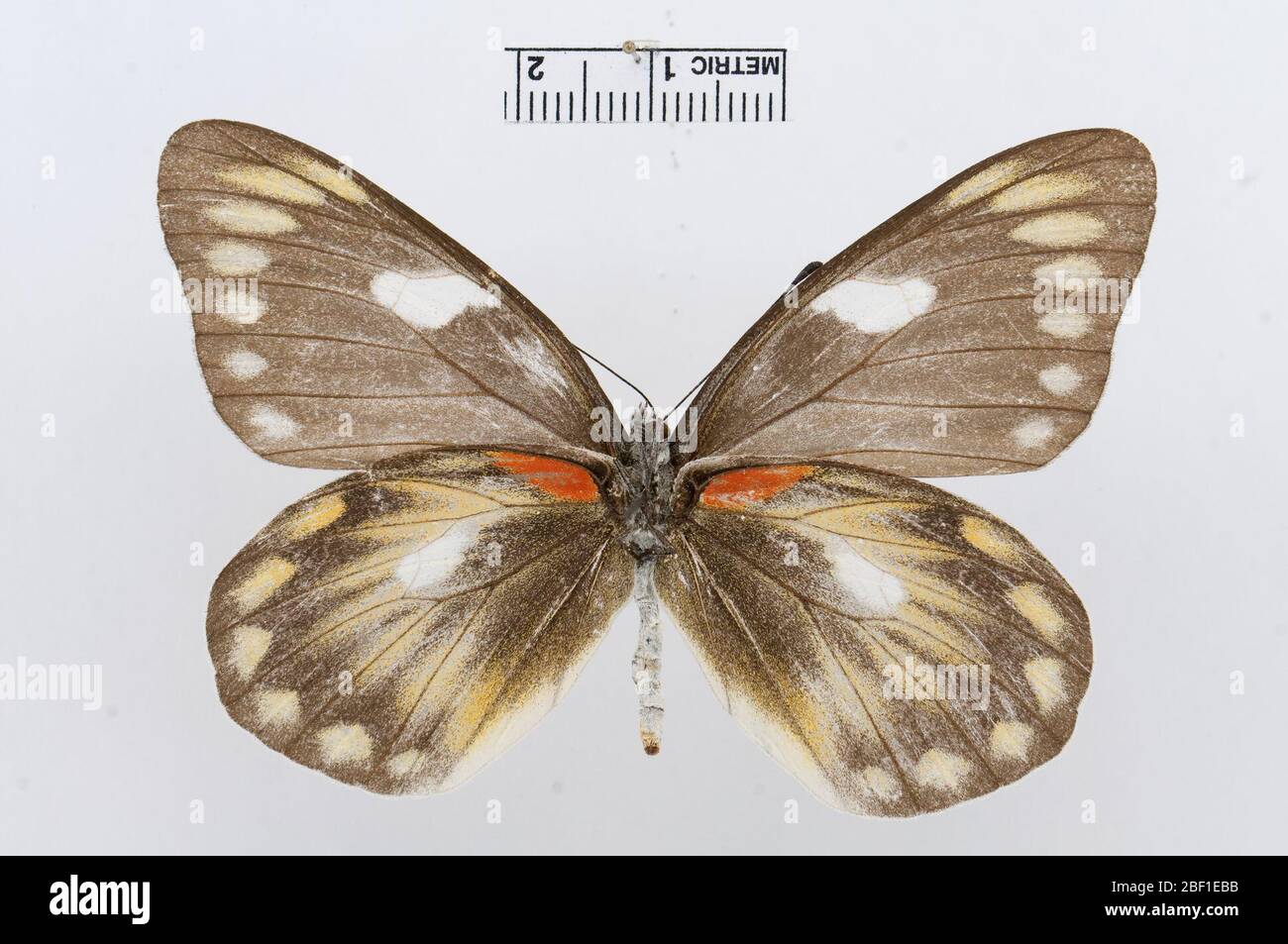 Delias zebuda hi-res stock photography and images - Alamy