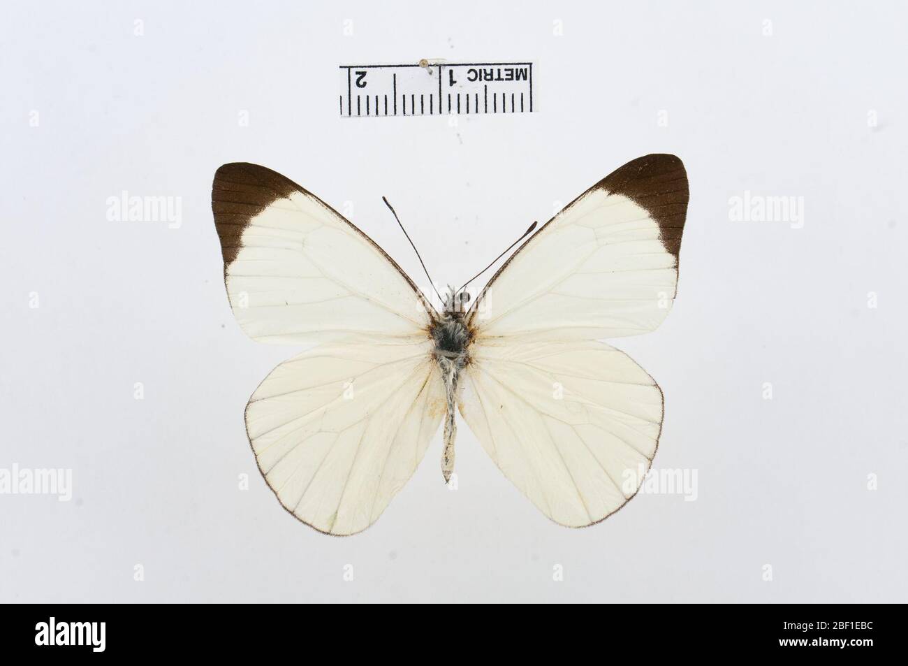 Melete hi-res stock photography and images - Alamy