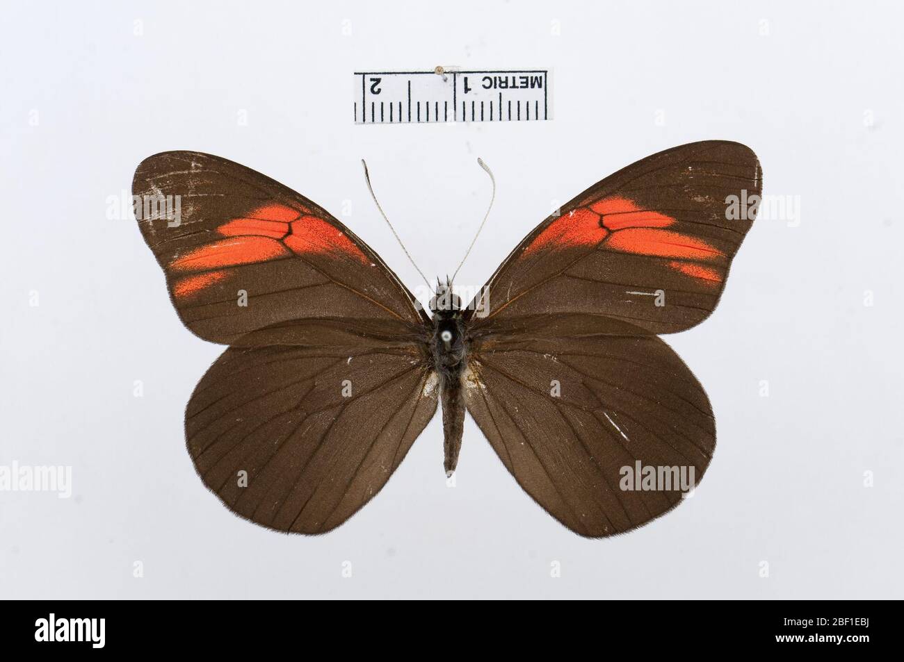 Charops hi-res stock photography and images - Alamy