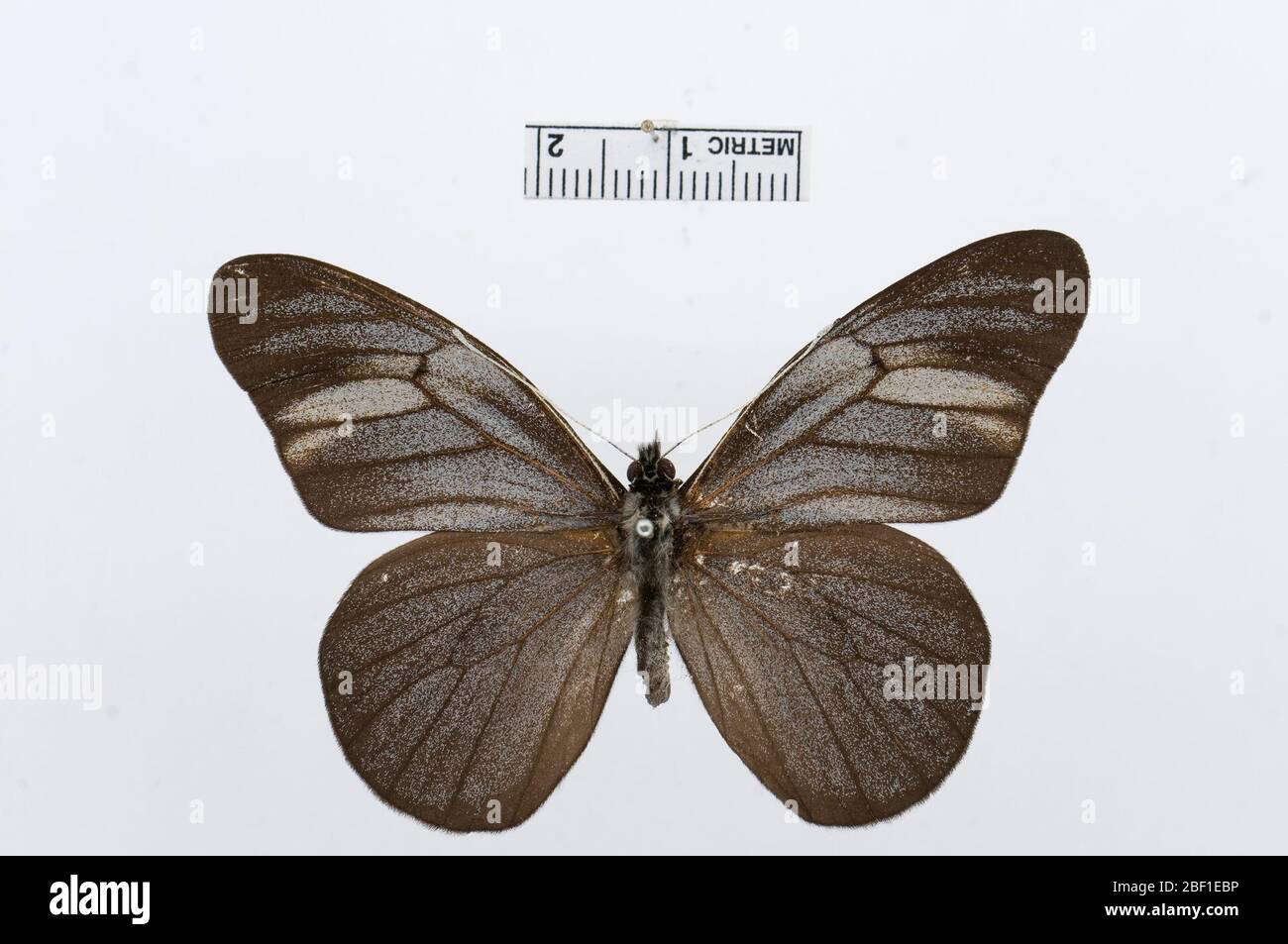 Charops hi-res stock photography and images - Alamy