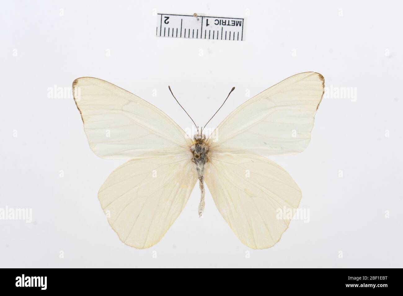 Melete hi-res stock photography and images - Alamy