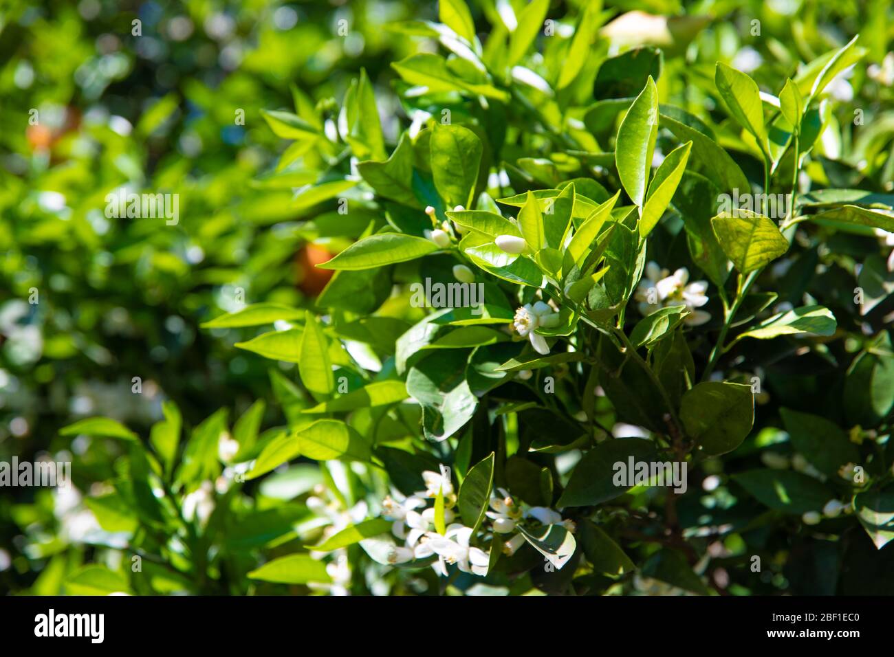 Beautiful orange blossoms and flowers at orange tree in sunny day at ...