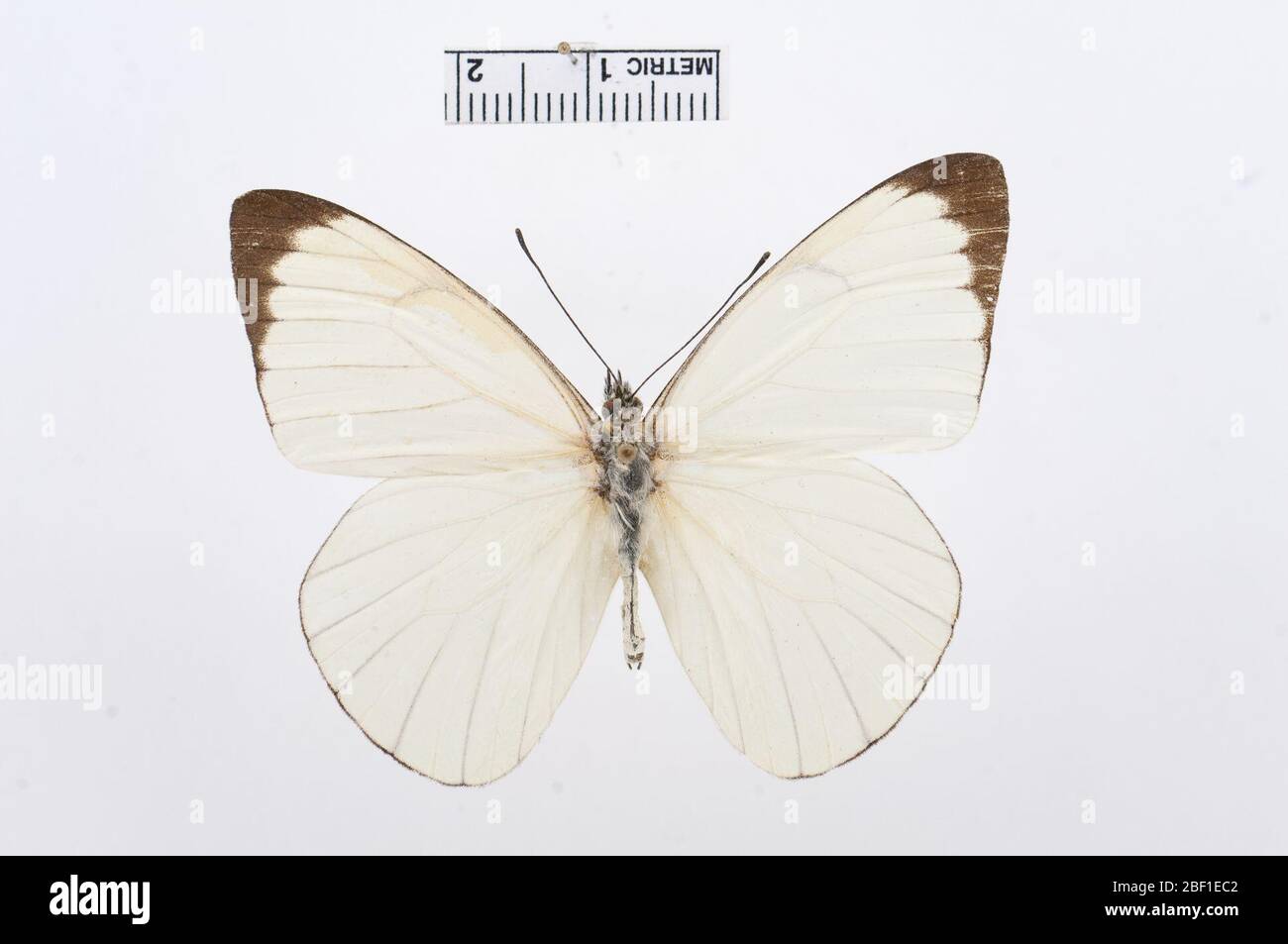 Melete hi-res stock photography and images - Alamy