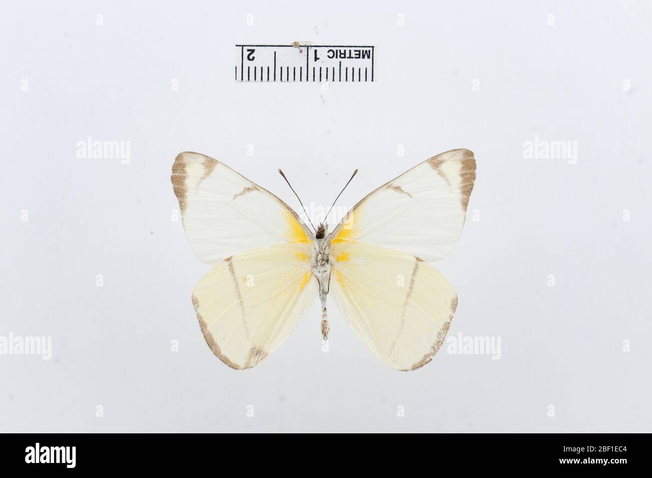 Melete hi-res stock photography and images - Alamy