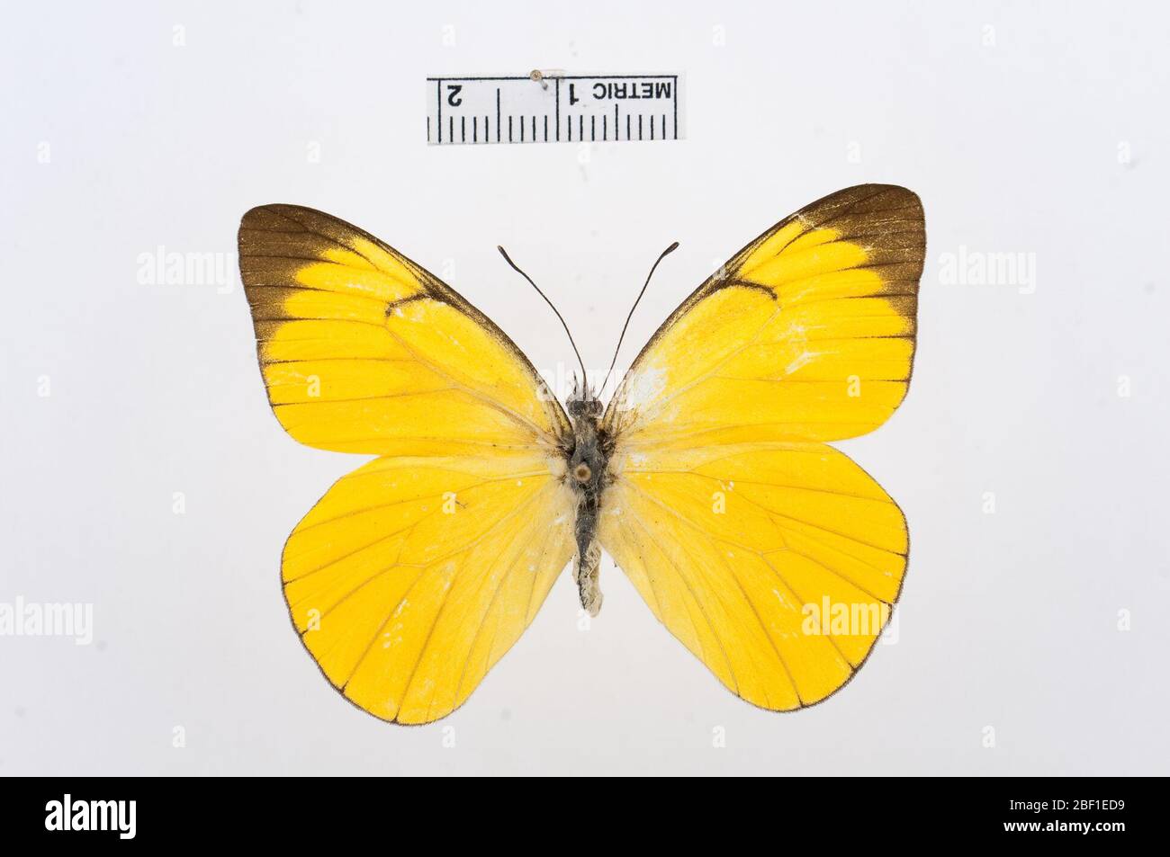 Melete hi-res stock photography and images - Alamy