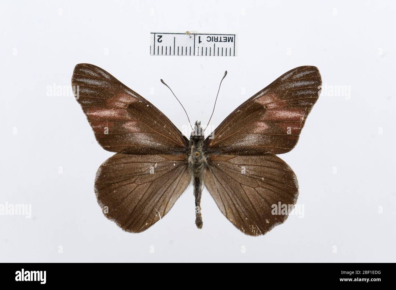 Pereute antodyca hi-res stock photography and images - Alamy