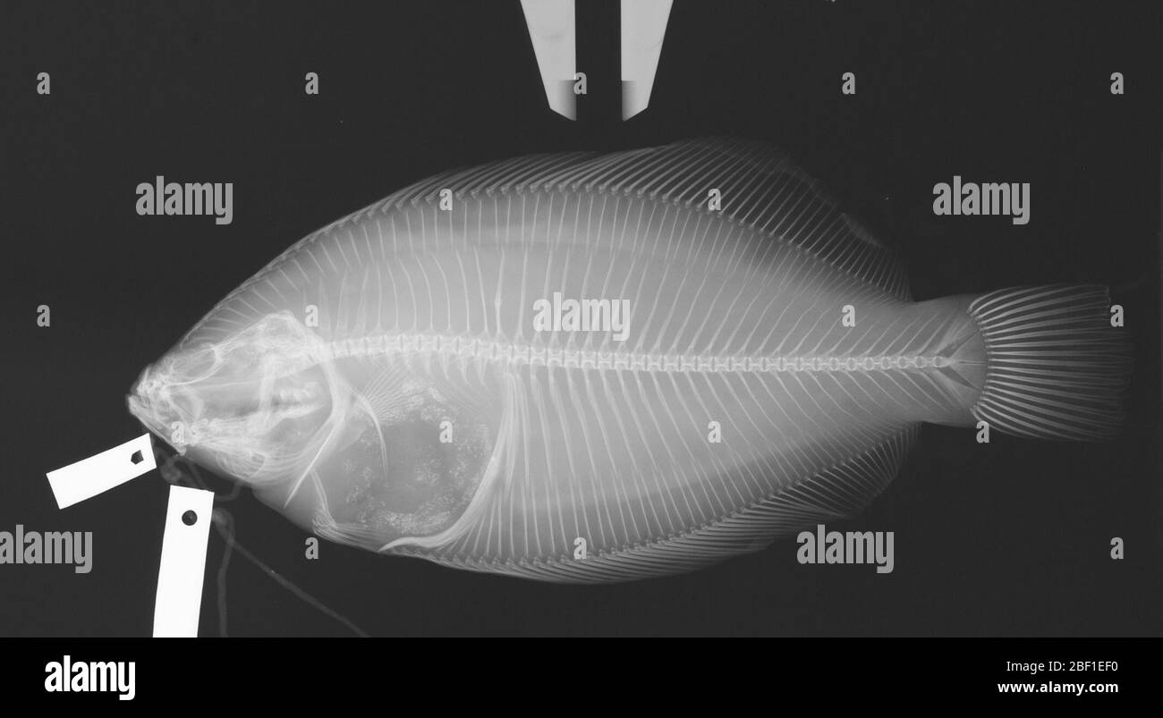 Biological camouflage Black and White Stock Photos & Images - Alamy