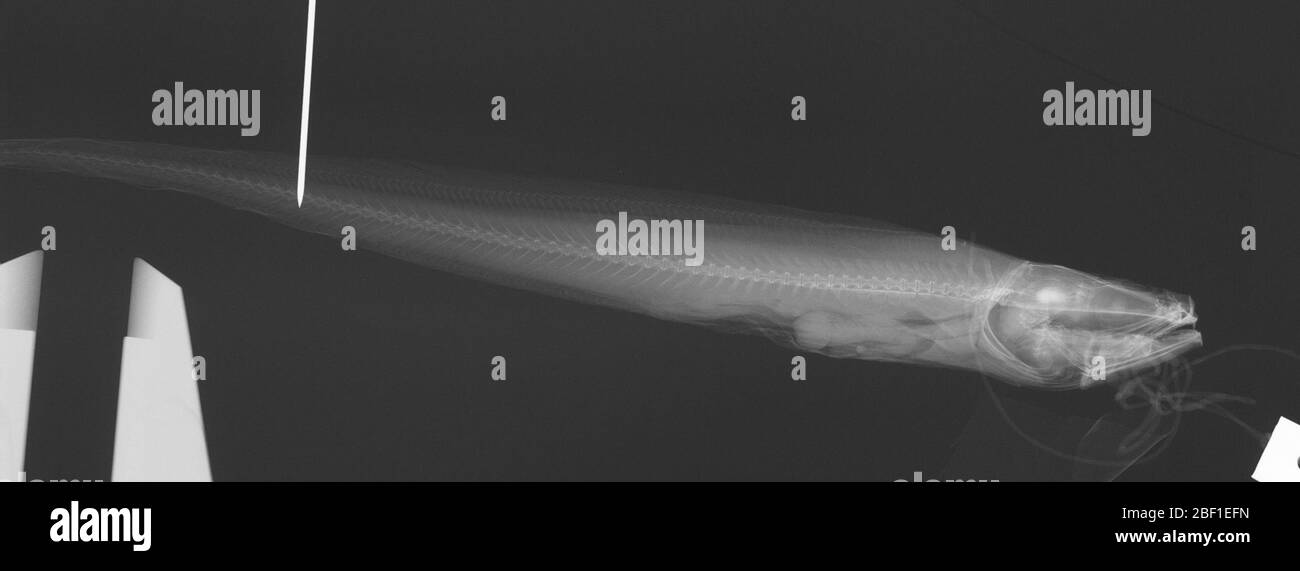 55231 hi-res stock photography and images - Alamy