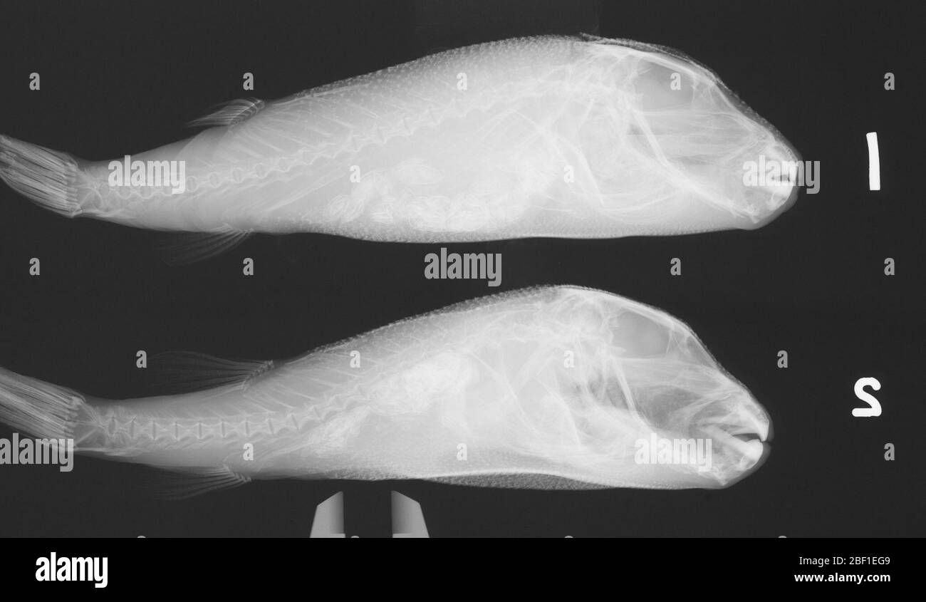 Sphoeroides hi-res stock photography and images - Alamy