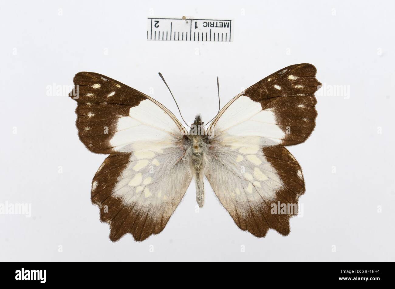 Leodonta tagaste hi-res stock photography and images - Alamy