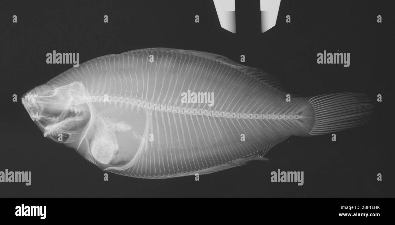 Limanda limanda hi-res stock photography and images - Alamy