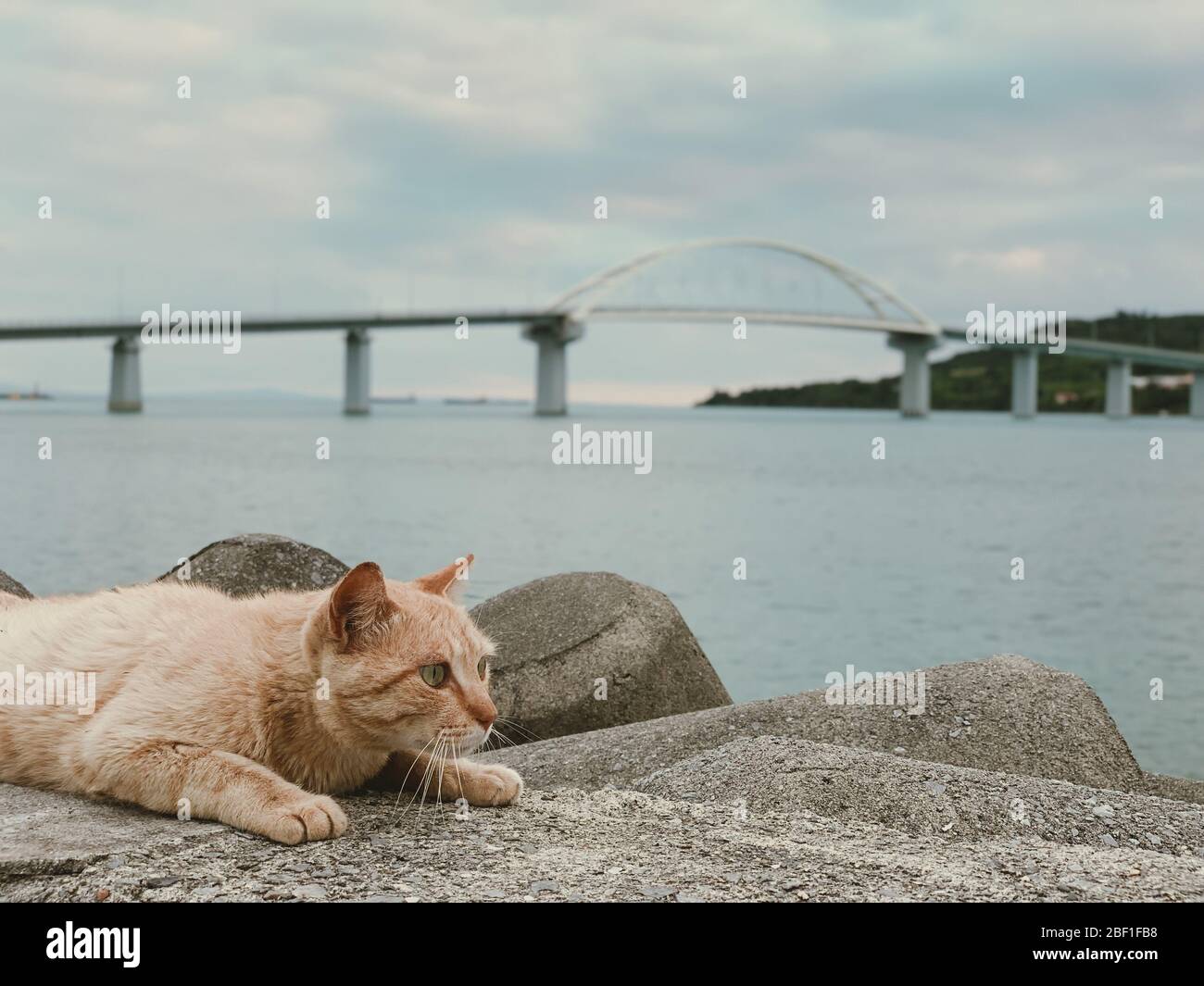 Island cats japan hi-res stock photography and images - Alamy