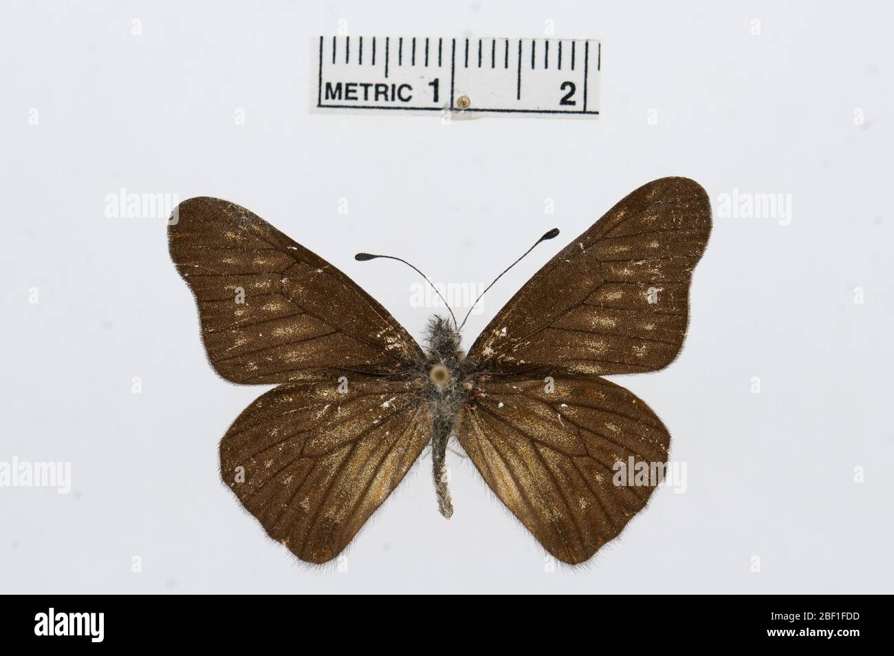 Catasticta potameoides hi-res stock photography and images - Alamy