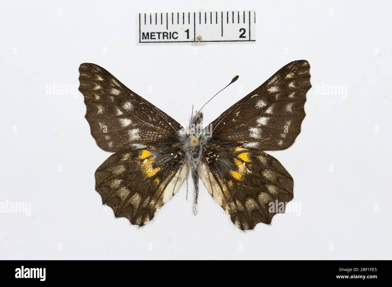 Catasticta similis hi-res stock photography and images - Alamy