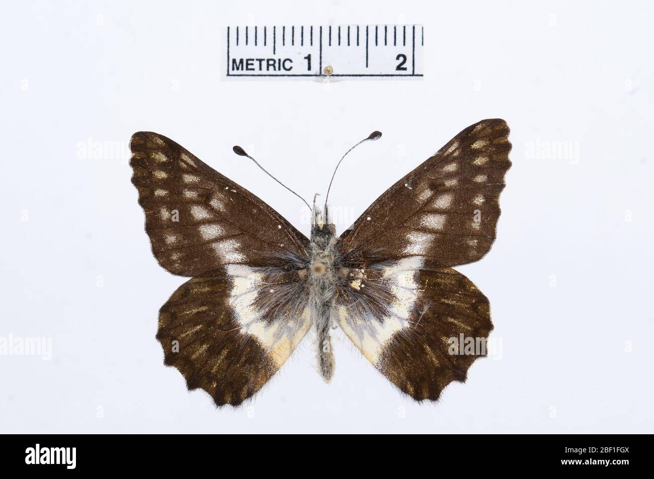 Catasticta striata hi-res stock photography and images - Alamy