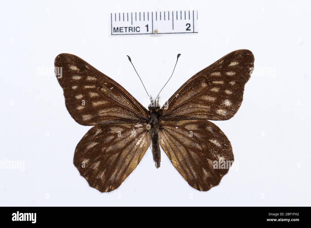 Catasticta hi-res stock photography and images - Alamy