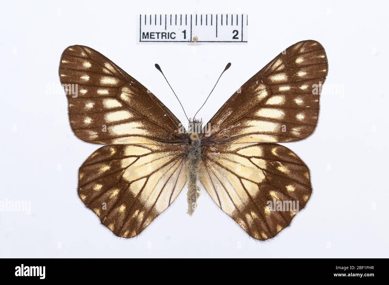 Catasticta hi-res stock photography and images - Alamy