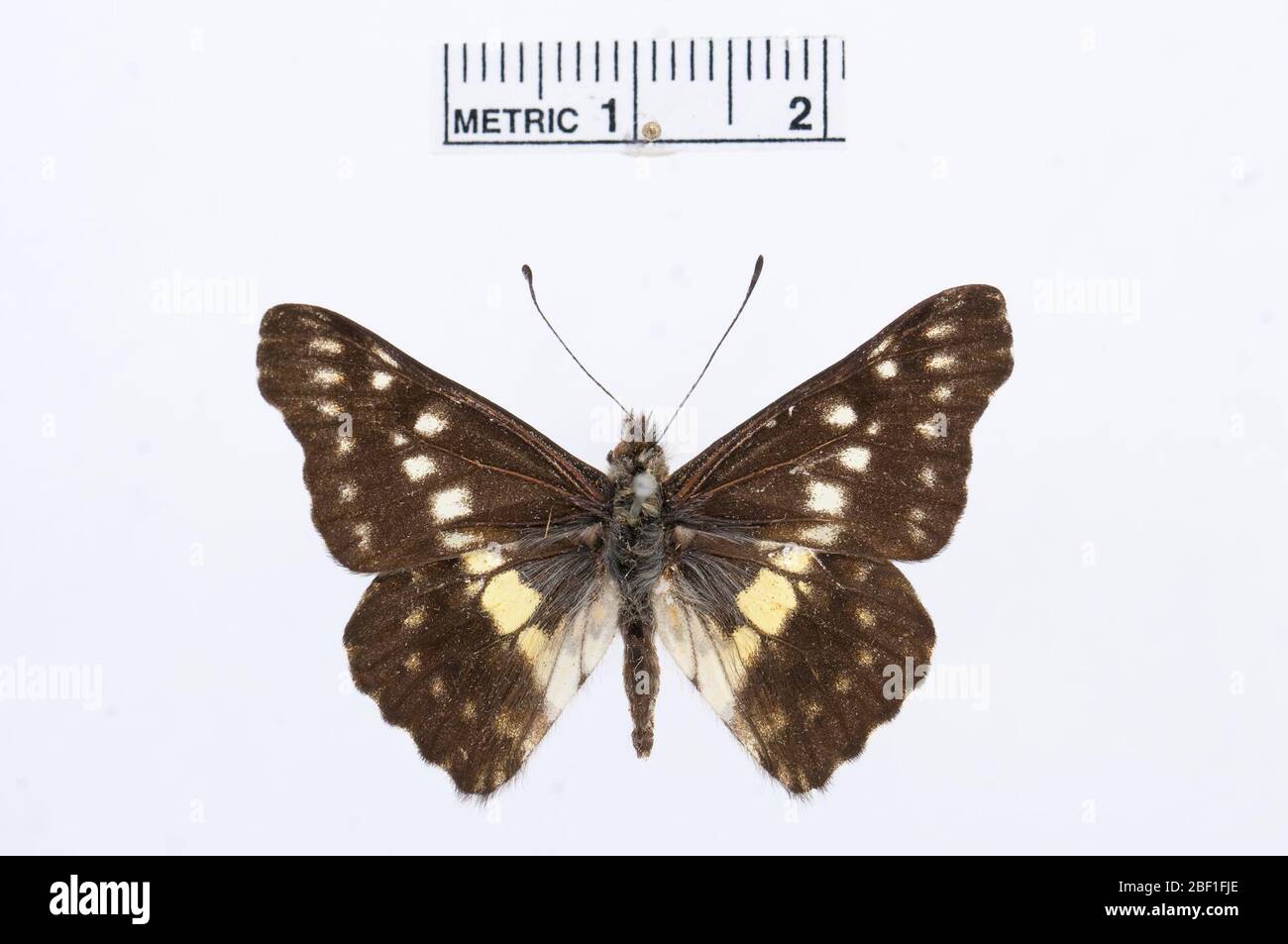 Catasticta hi-res stock photography and images - Alamy