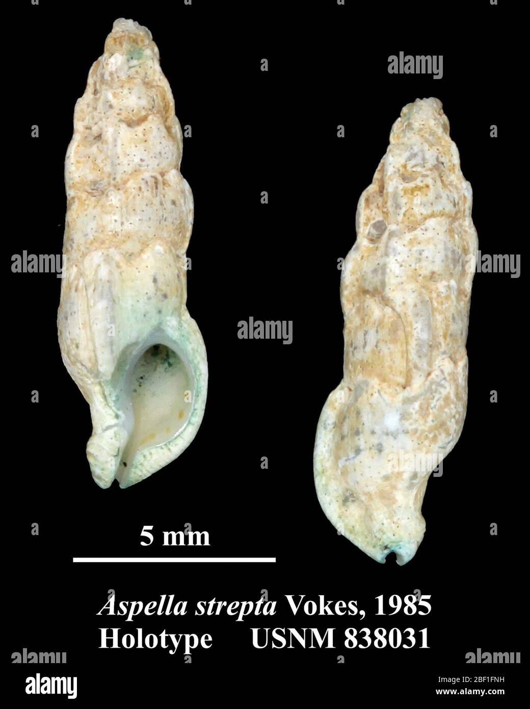 Aspella strepta hi-res stock photography and images - Alamy
