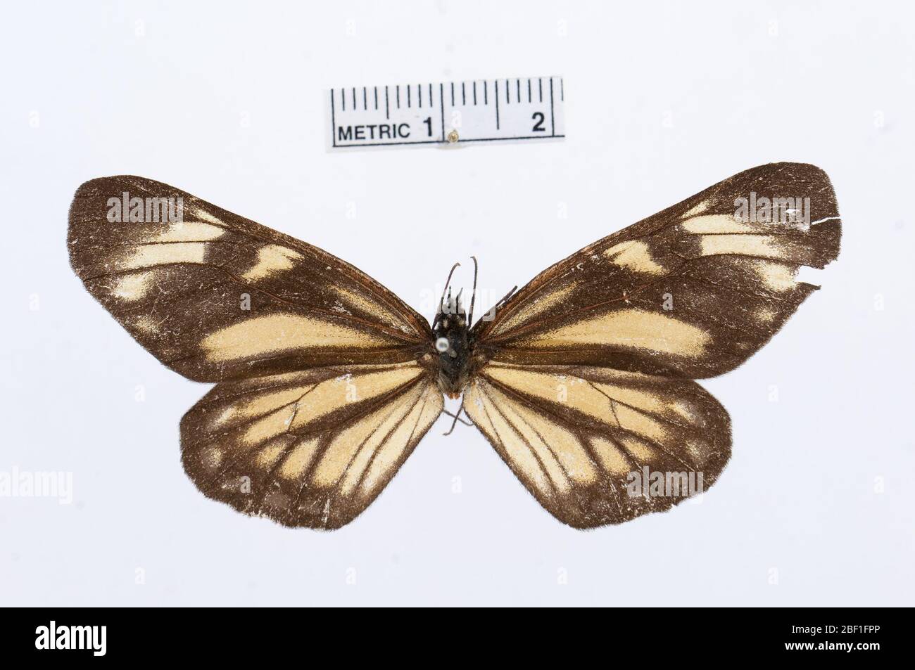 Theano High Resolution Stock Photography and Images - Alamy