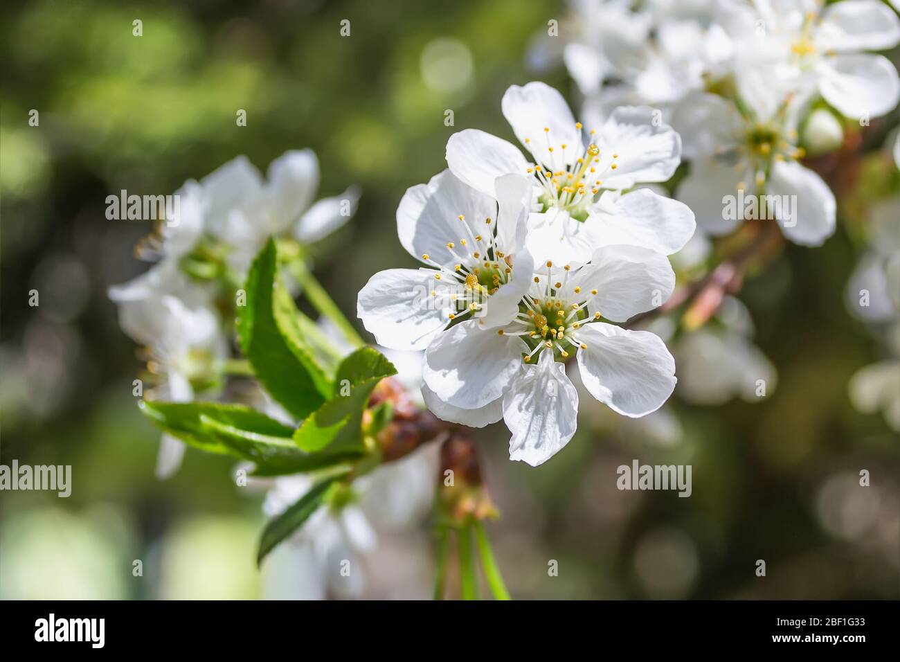 Friut garden hi-res stock photography and images - Alamy