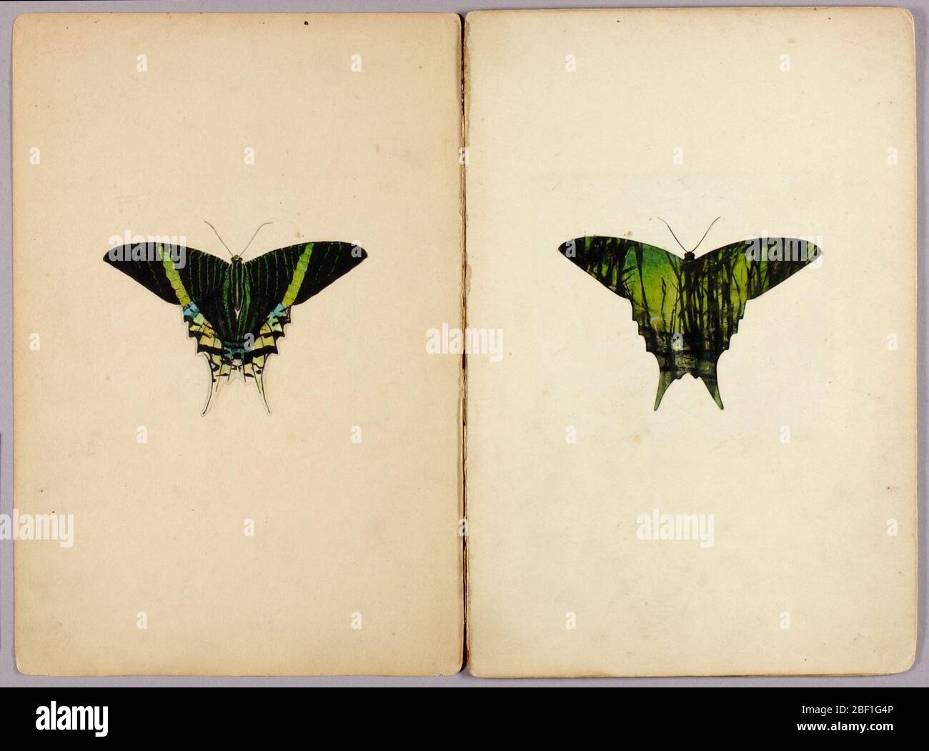 Urania moth hi-res stock photography and images - Alamy