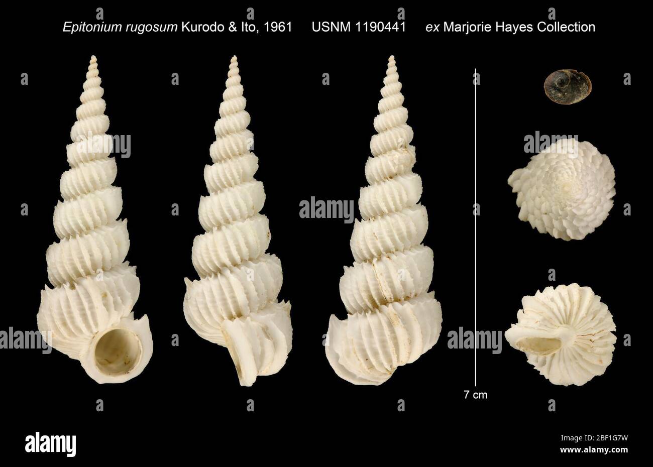 Epitonium rugosum hi-res stock photography and images - Alamy