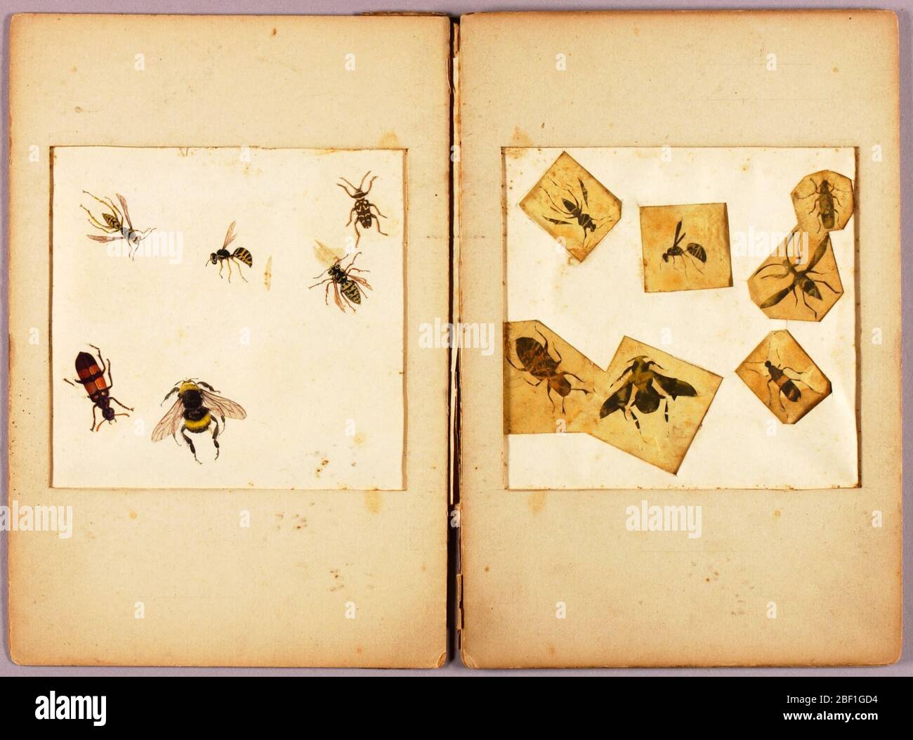 INSECTSColored Best Bumblebees study folder for book Concealing ...