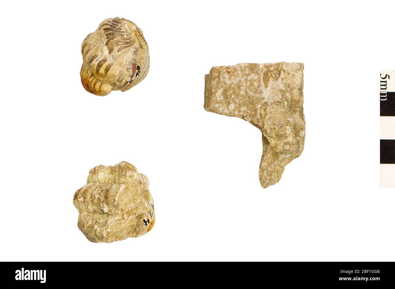 Paleozoic marine animals hi-res stock photography and images - Alamy