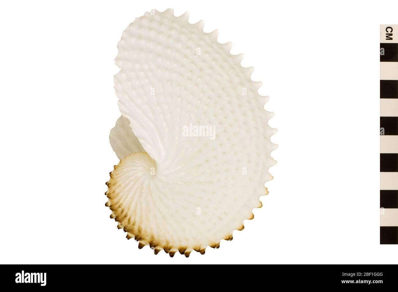 Argonauta Shell In Florida