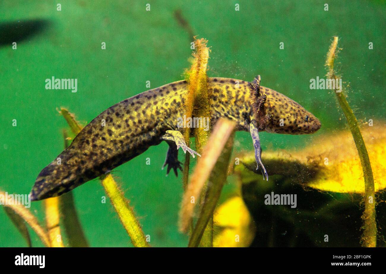 Mexican Walking Fish On Land