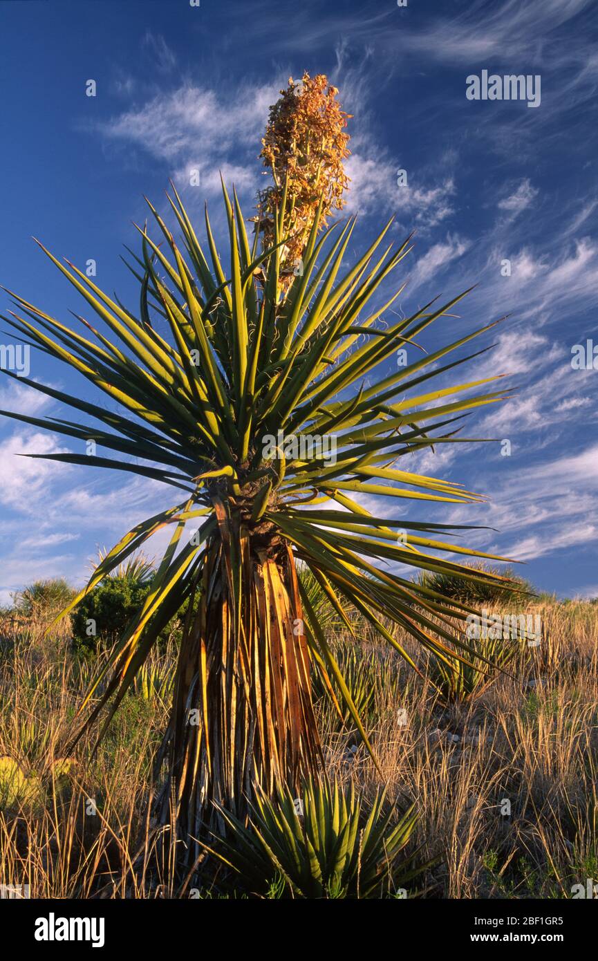 Yucca, Carlsbad Caverns National Park, New Mexico Stock Photo - Alamy