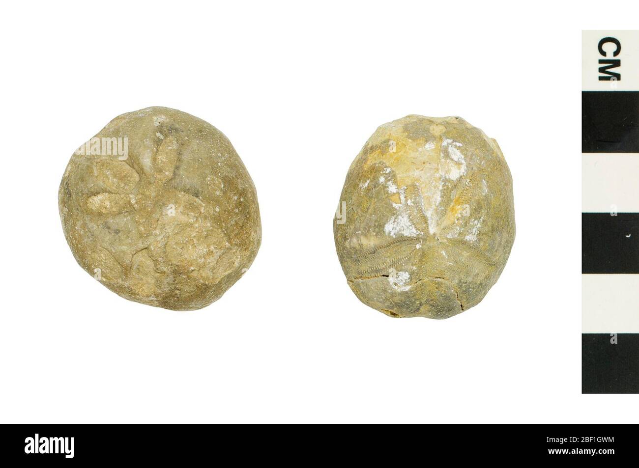 Echinoid hi-res stock photography and images - Alamy