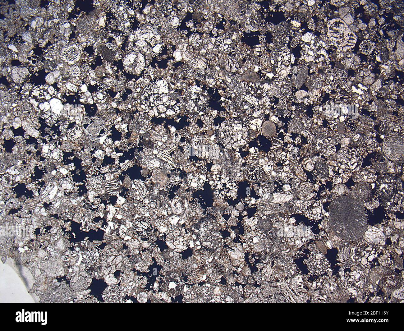 Chela hi-res stock photography and images - Alamy