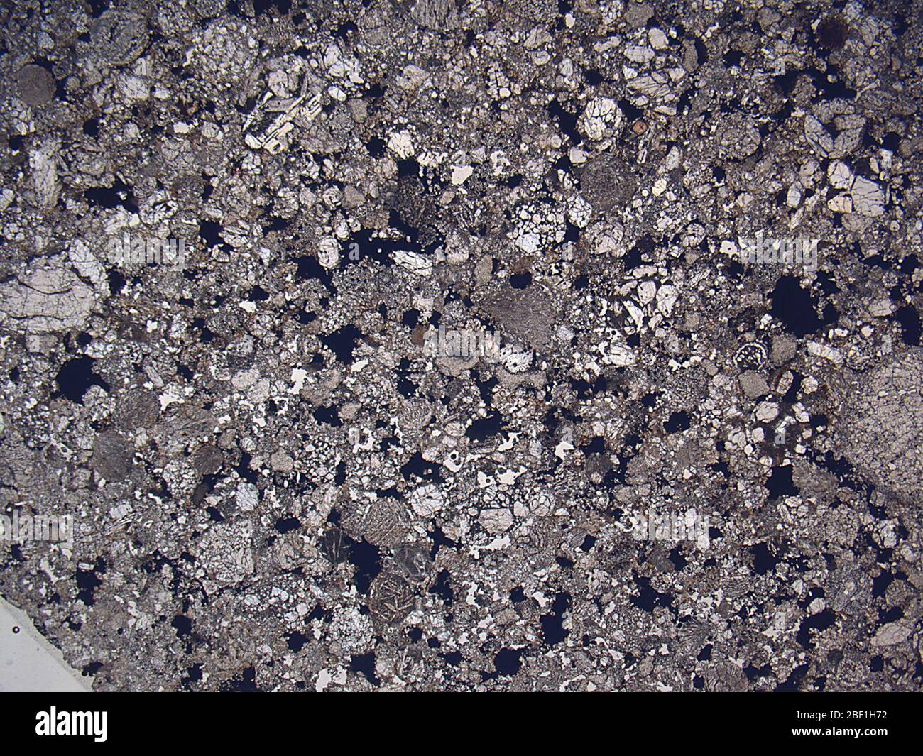 Chela hi-res stock photography and images - Alamy