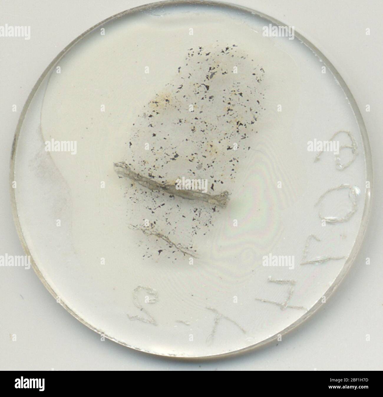 Cilimus hi-res stock photography and images - Alamy