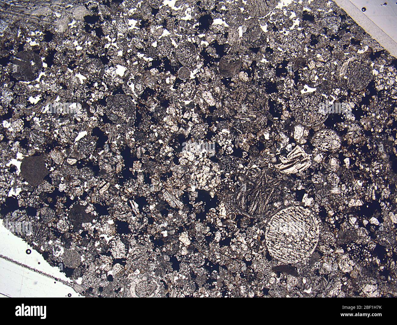 Chela hi-res stock photography and images - Alamy