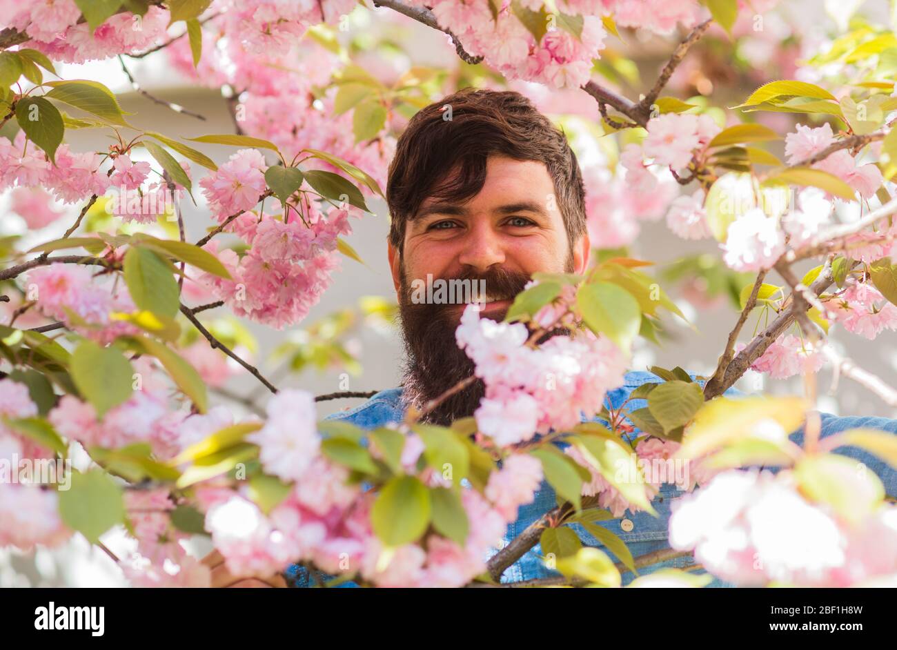 Hiding in bloom. Handsome bearded man outdoors. Happy easter. Brutal ...