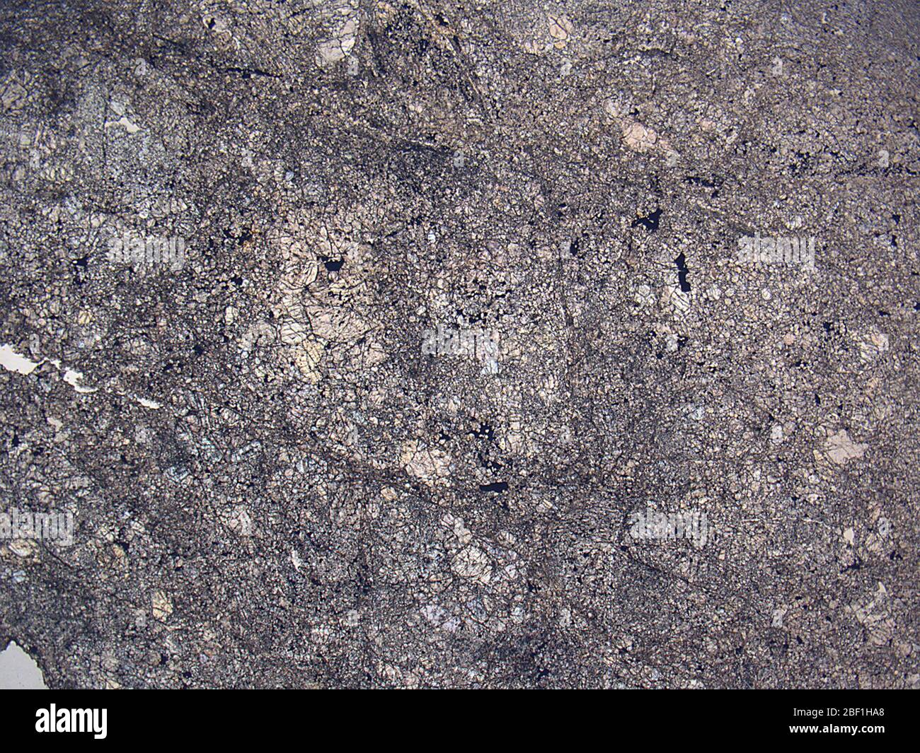 Chicora hi-res stock photography and images - Alamy