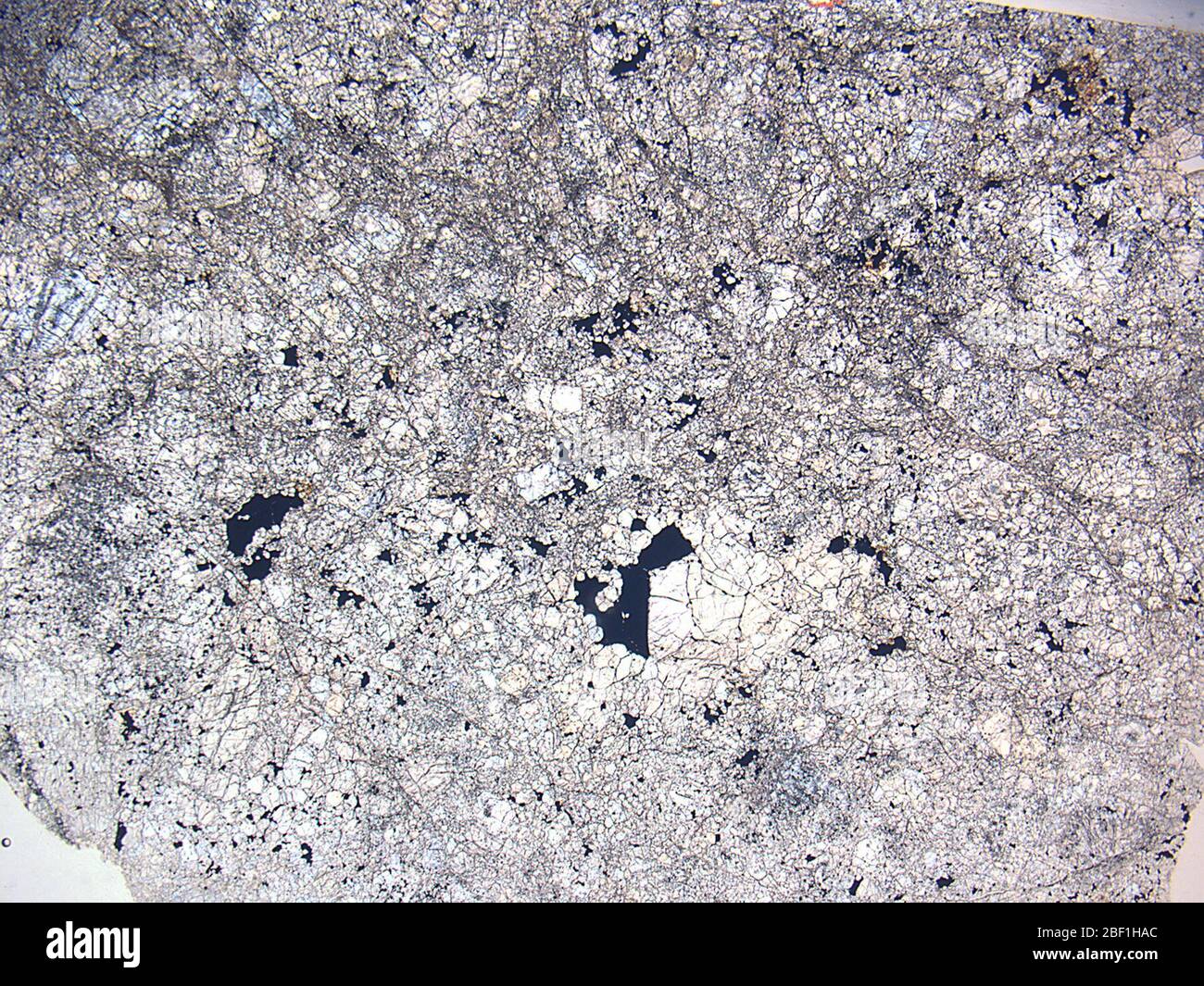 Chicora hi-res stock photography and images - Alamy