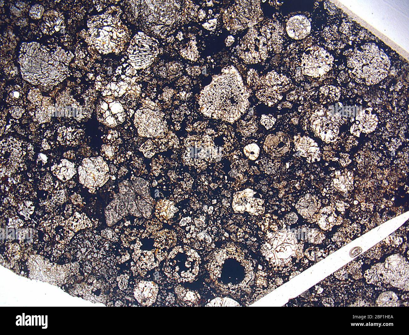 Botanical catalog entry hi-res stock photography and images - Alamy