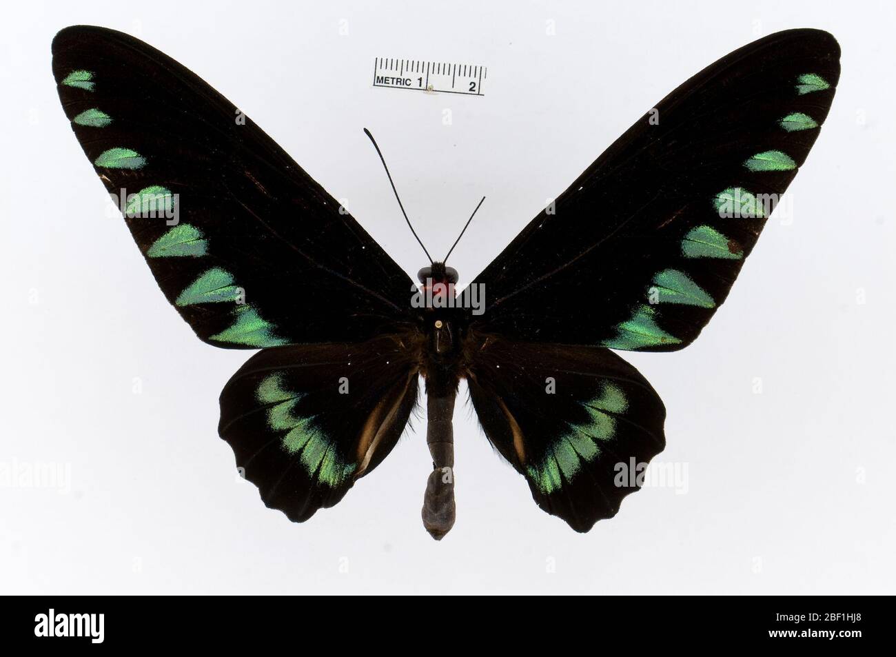 Trojana hi-res stock photography and images - Alamy