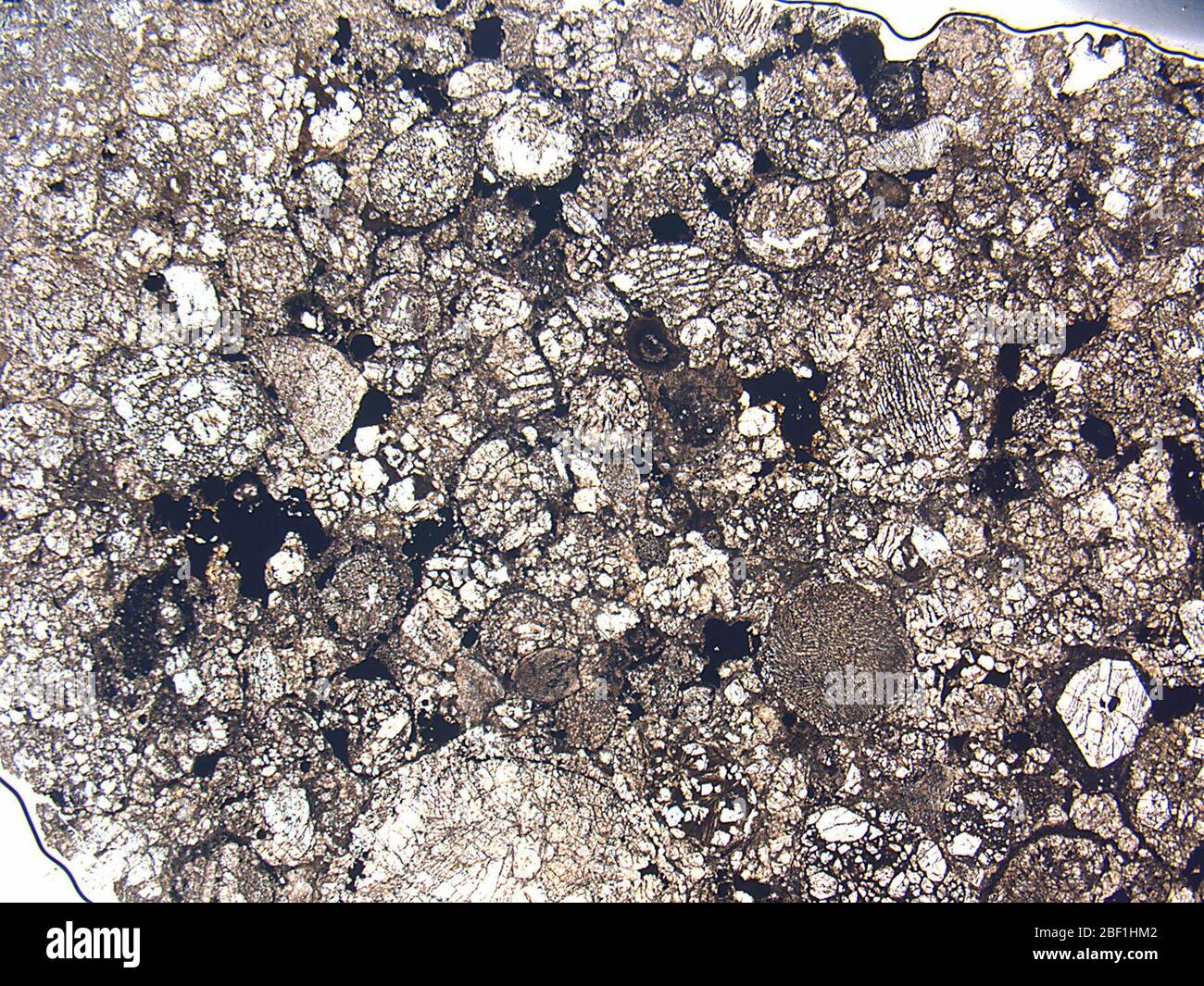 Cynthiana grape hi-res stock photography and images - Alamy